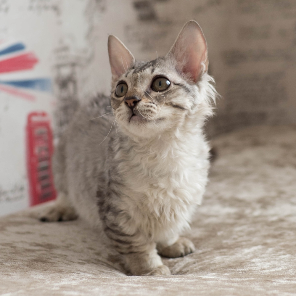 Lambkin Cat Breed Info: Pictures, Facts & Traits - Catster
