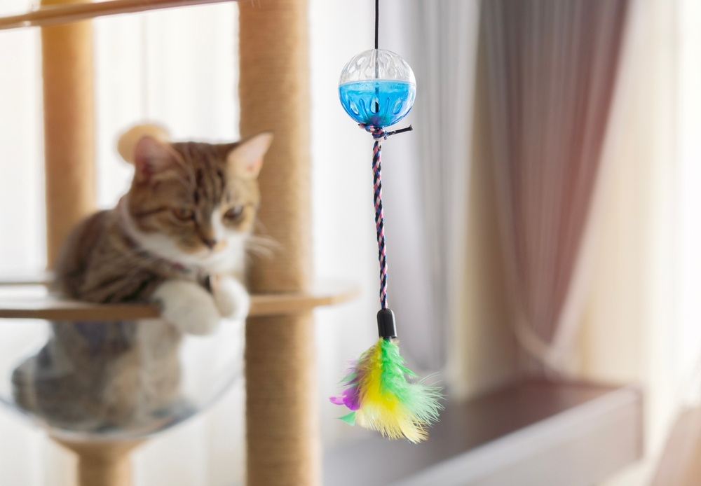 Why Do Cats Like Feathers? Our Vet Explains 4 Reasons & Safety Tips ...