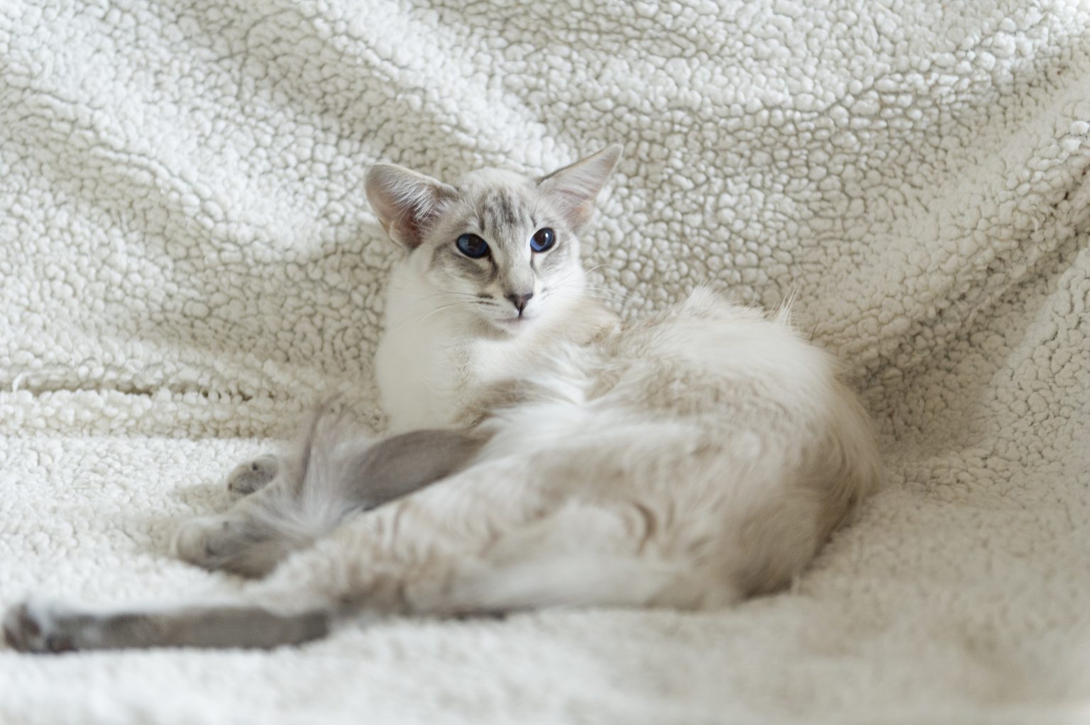 Balinese Cat Breed: Info, Pictures, Traits & Facts - Catster