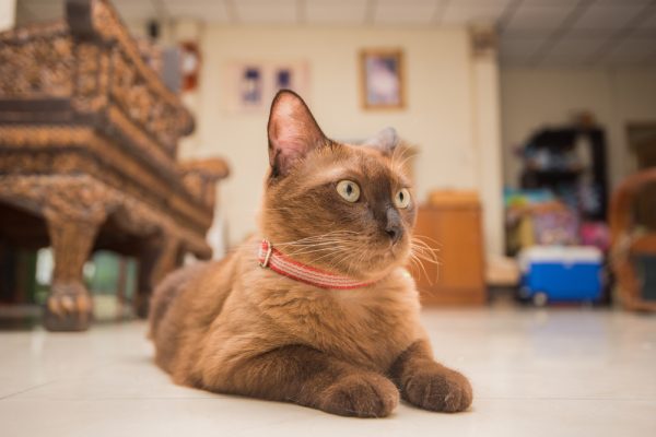 Thai Cat Breed: Info, Pictures, Temperament & More - Catster