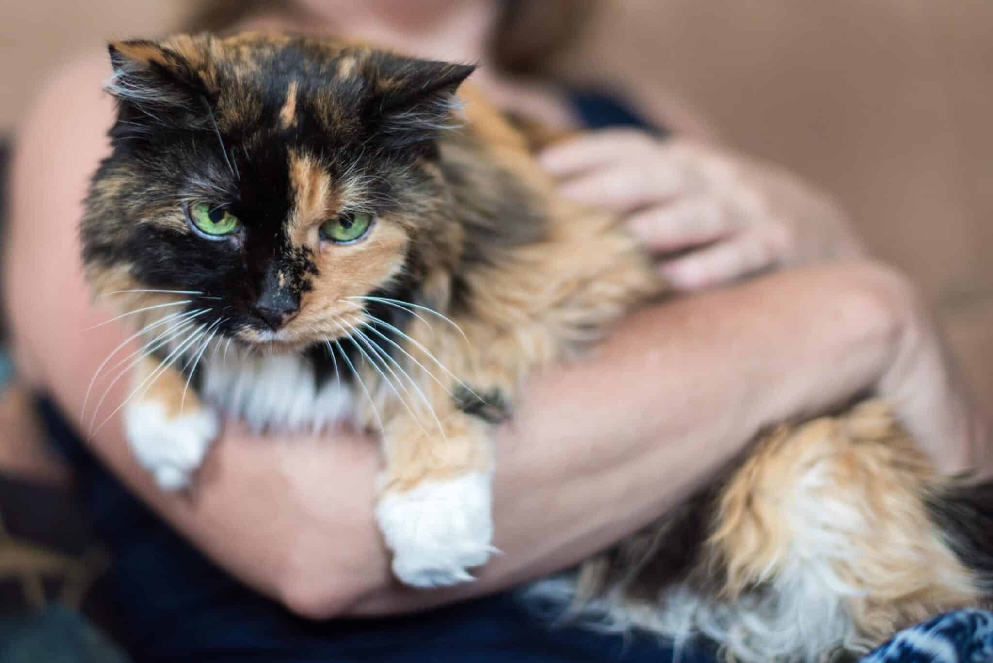 How to Care for a Tortoiseshell Cat: 9 Useful Tips - Catster