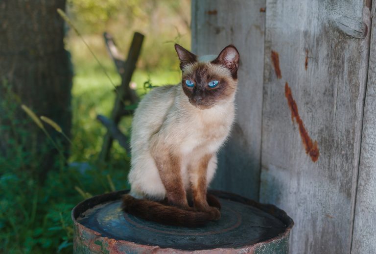 7 Barn Cat Breeds: Felines to Keep on Your Farm (With Info & Pictures ...