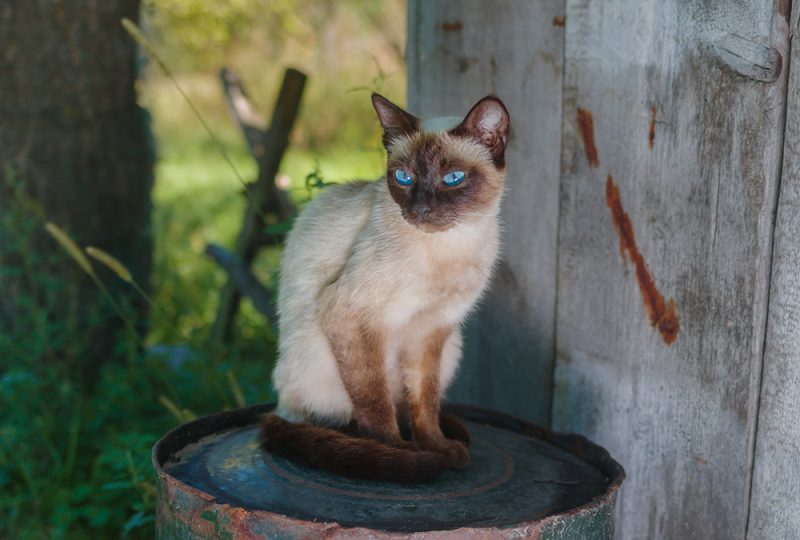 7 Barn Cat Breeds: Felines to Keep on Your Farm (With Info & Pictures ...