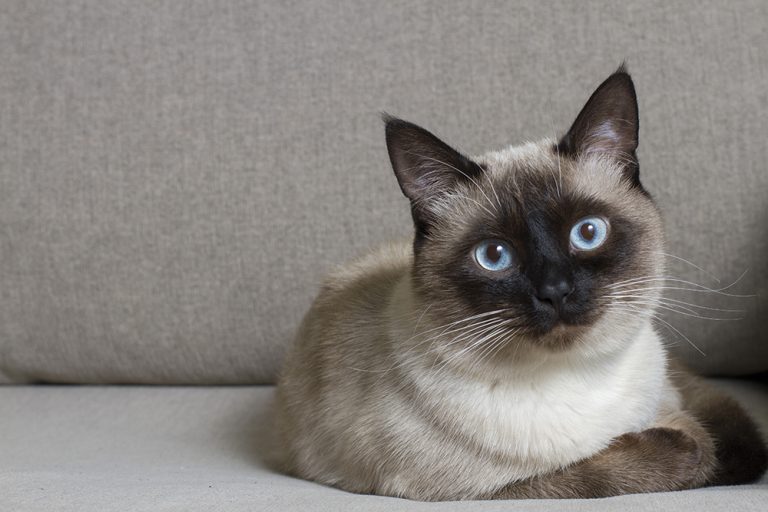 Applehead Siamese Cat Breed Info: Pictures, Traits & Facts - Catster