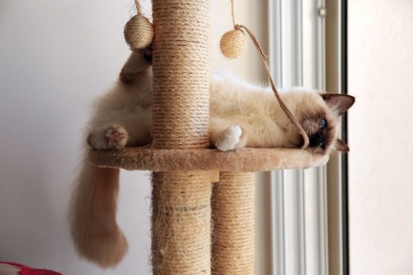 4 DIY PVC Cat Tree Plans You Can Build Today (With Pictures) - Catster