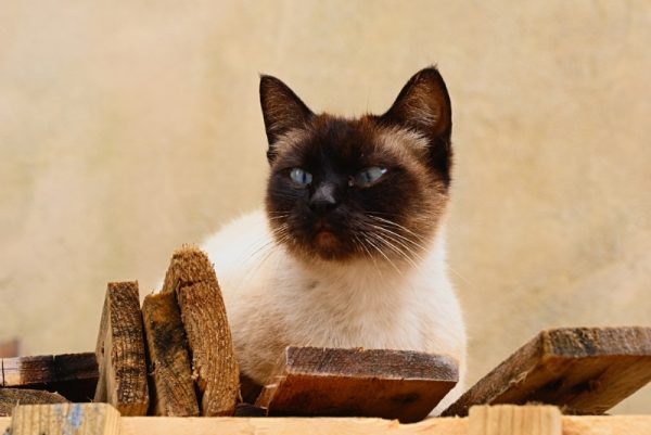 Why Is My Cat’s Nose Changing Color? Our Vet Answers & Explains 10 ...