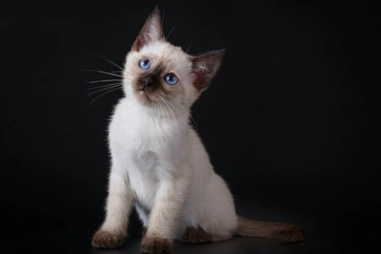 Siamese Kittens For Sale in the UK: 2026 Breeders List - Catster