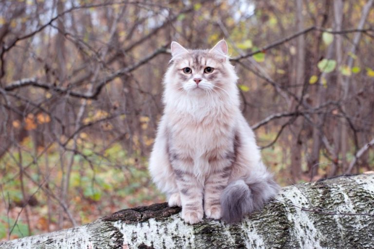 17 Best Mouser Cats (With Pictures) - Catster