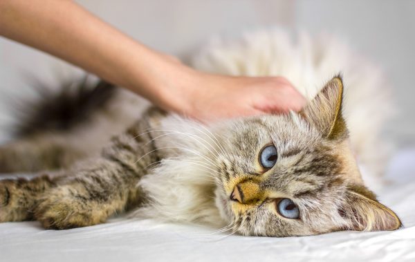 Do Cats Get Headaches? Our Vet Explains Facts & Info - Catster