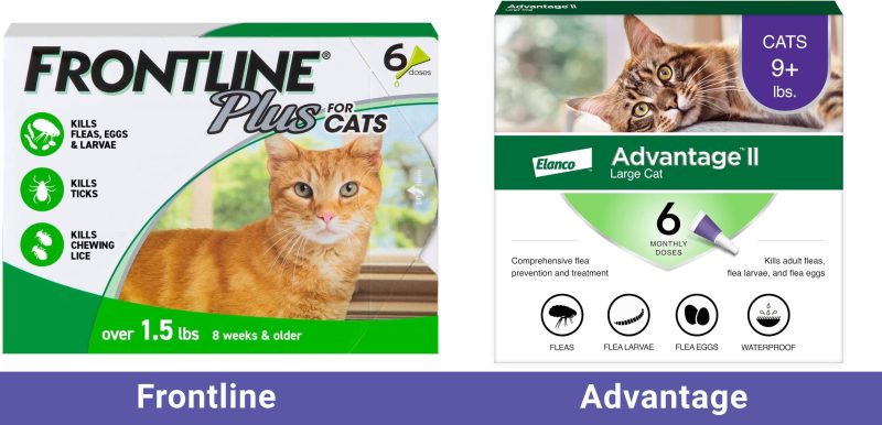 Frontline vs. Advantage for Use in Cats: Our Vet Explains the ...