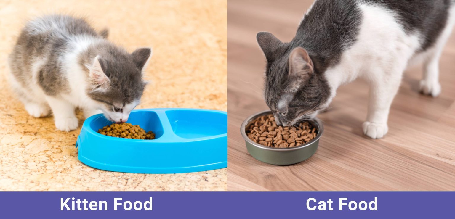 Kitten Food vs Cat Food: What's the Difference? Vet-Reviewed Facts ...