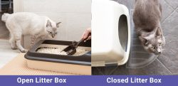 Open vs. Closed Litter Box: Main Differences, Pros & Cons - Catster