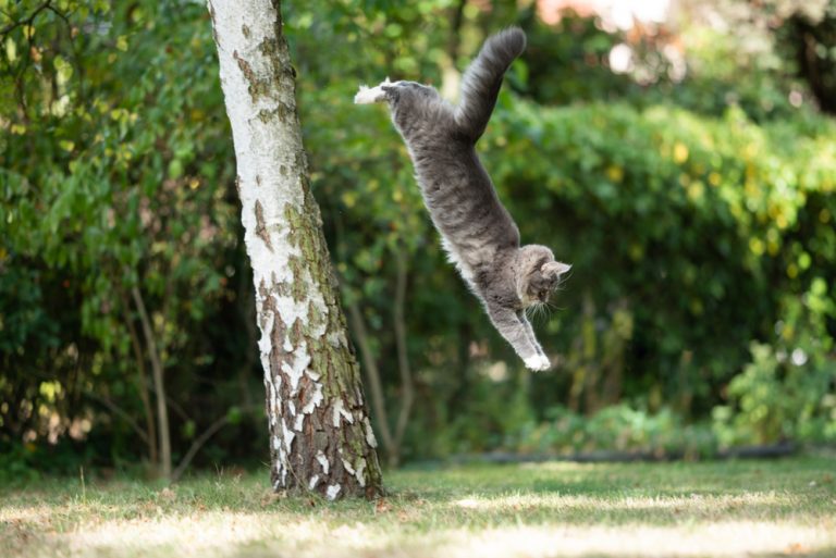Why Does My Cat Wiggle Before They Pounce? 4 Vet-Reviewed Reasons - Catster