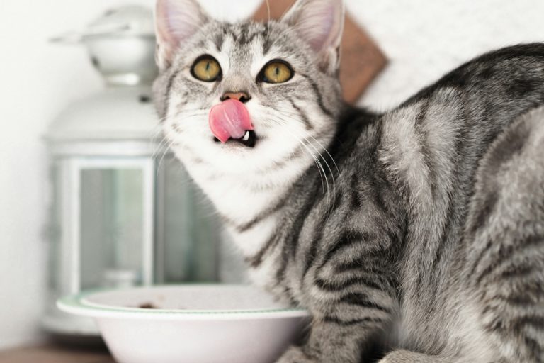 12 Vet-Approved Homemade Cat Treat Recipes (With Instructions) - Catster