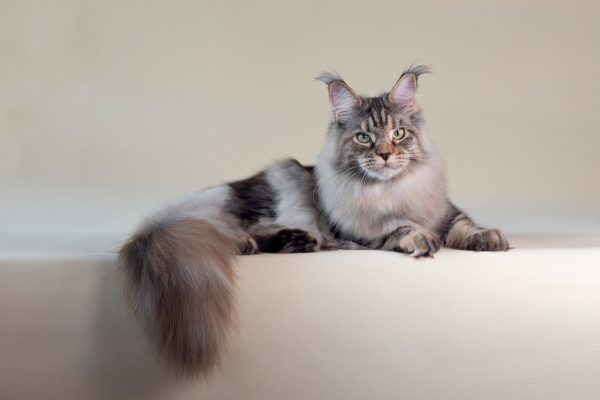 20 Long Haired Cat Breeds: Info, Pictures & Facts - Catster