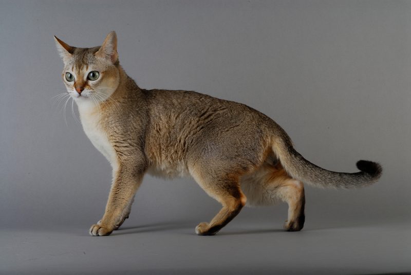 14 Cat Breeds With Curly Tails (With Info & Pictures) - Catster