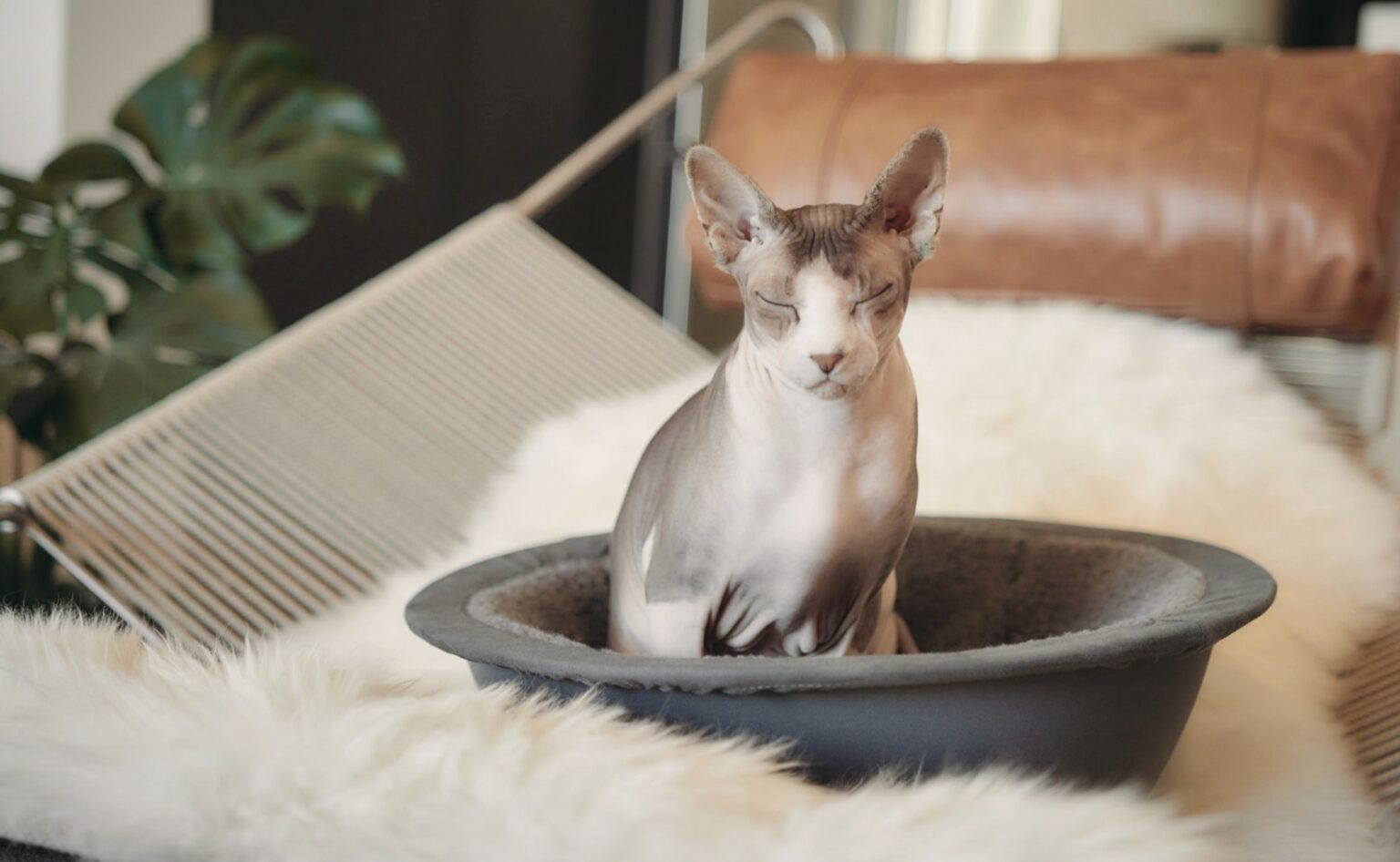 9 Best Unique Cat Beds in 2025 - Reviews & Top Picks - Catster