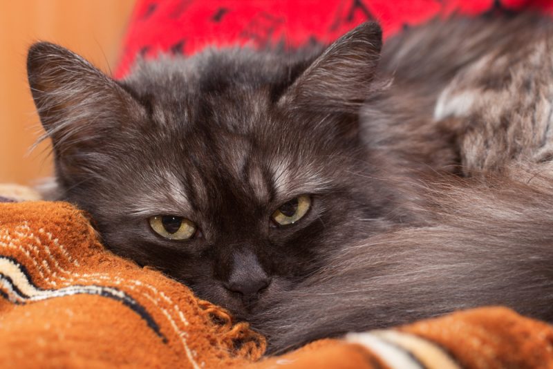 15 Turkish Angora Cat Colors & Patterns (With Pictures) - Catster