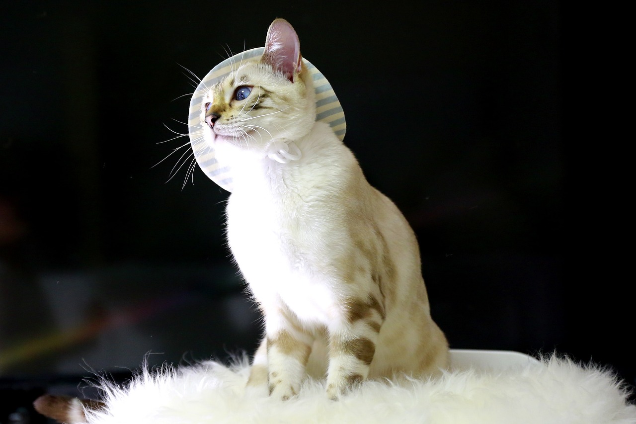 Snow Bengal Cat Breed: Info, Pictures, Temperament & Traits - Catster