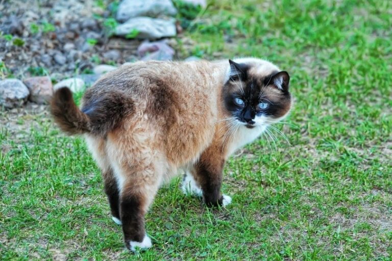5 Snowshoe Cat Colors & Patterns (With Info & Pictures) - Catster