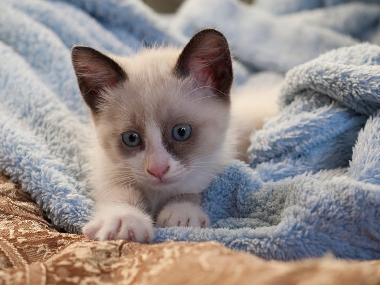 Snowshoe Siamese Cat Breed Info: Pictures, Temperament & Traits - Catster