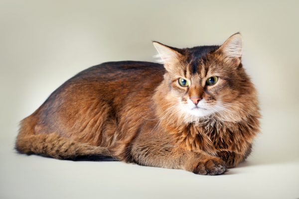 20 Long Haired Cat Breeds: Info, Pictures & Facts - Catster