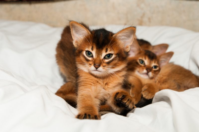 Somali Cat Breed Info: Pictures, Traits & Facts - Catster