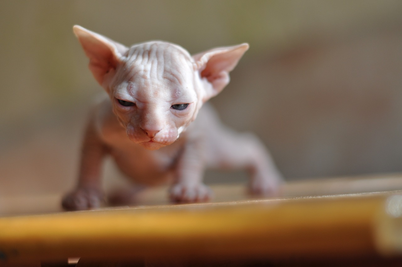 Sphynx Cat Breed Info: Pictures, Temperament, Traits & Facts - Catster