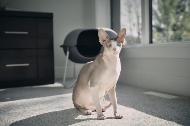 How to Bathe a Sphynx Cat: 8 Vet-Reviewed Tips & Advice - Catster
