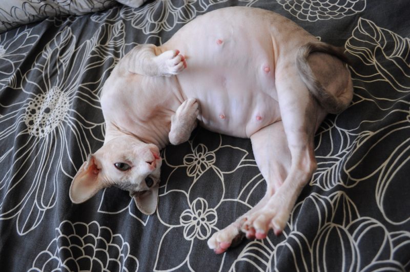 Do Cats Have a Belly Button? Vet-Reviewed Anatomy Facts & FAQ - Catster