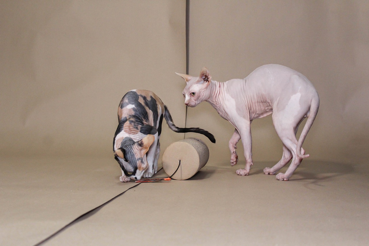 Sphynx Cat Breed Info: Pictures, Temperament, Traits & Facts - Catster