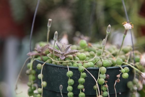 Is String of Pearls Toxic to Cats? Vet-Verified Toxicity & Safety - Catster