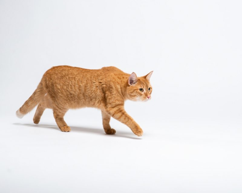 How Do Cats Walk? Our Vet Explains - Catster