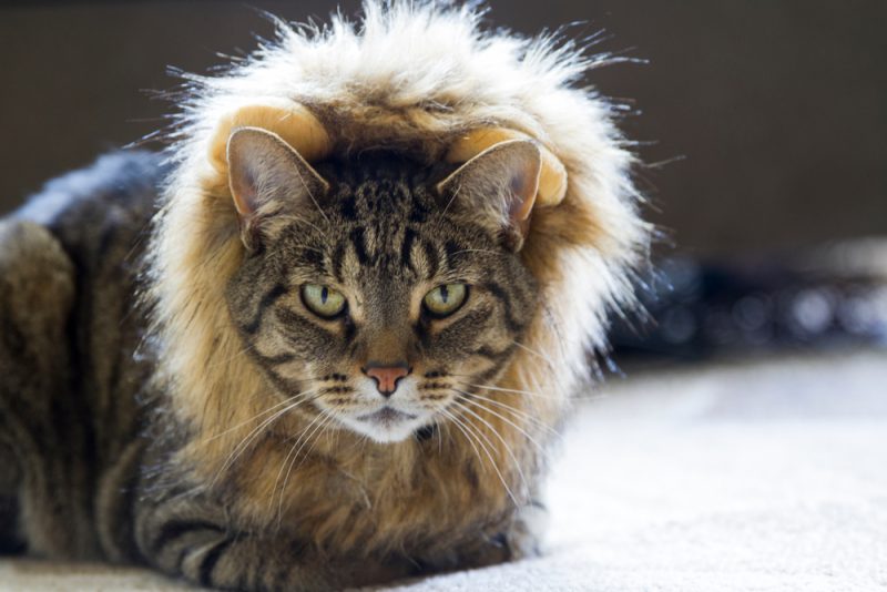 Hippie Cat Names: 240 Great Ideas for Your Laid-Back Cat - Catster