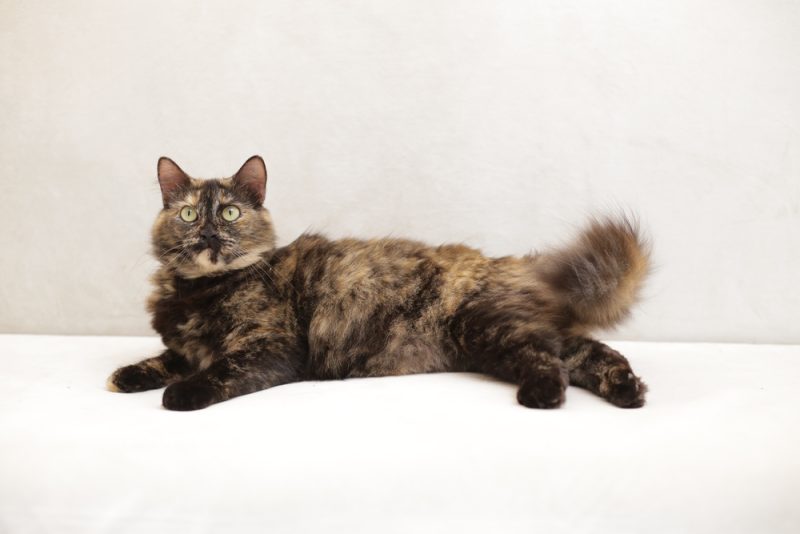 Manx Cat Breed: Info, Pictures, Temperament & Traits - Catster