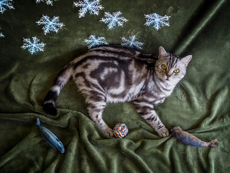 13 Rarest Cat Patterns & Coat Colors (With Pictures) - Catster