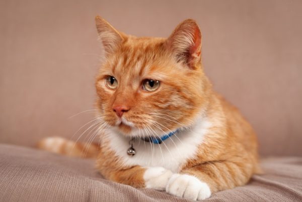 Do Cats Grieve for Their Owners? A Helpful Guide - Catster