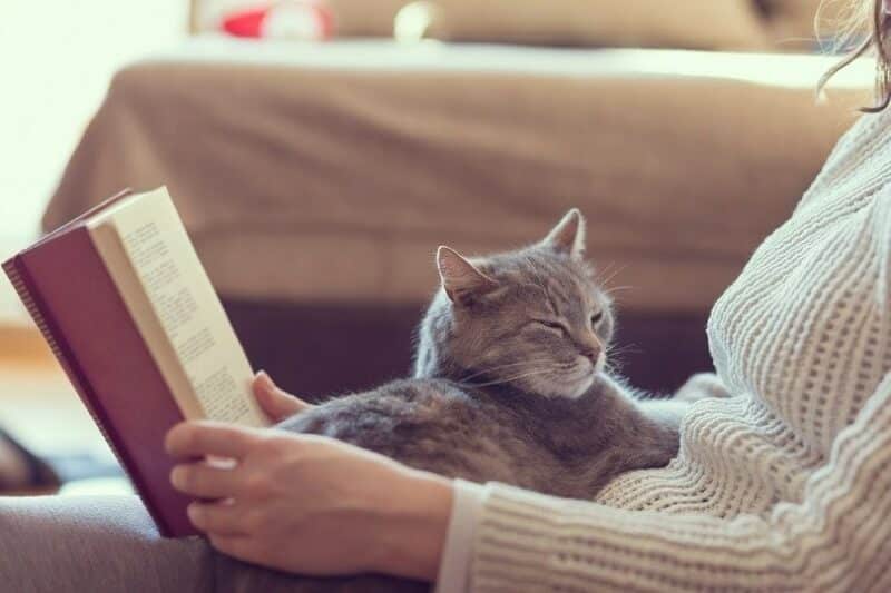 10 Paw-some Fiction Books About Cats in 2025: Our Fave Novels Starring ...