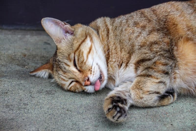 Why Do Cats Stick Their Tongue Out While Sleeping? 4 Vet-Reviewed ...