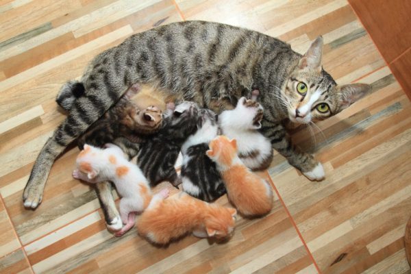 How to Tell if My Cat Still Has Kittens Inside: 10 Vet-Reviewed Signs ...