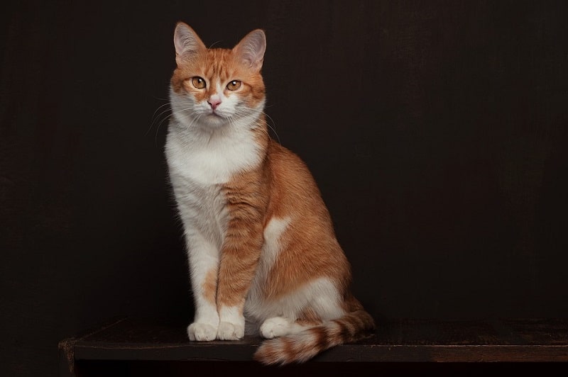 Dragon Li vs Tabby: What’s the Difference? (With Pictures) - Catster
