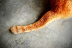 Why Do Cats Have Tails? Vet-Reviewed Science & Facts - Catster