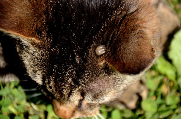 Why Does My Cat Have Bumps on Their Skin? 8 Common Reasons - Catster