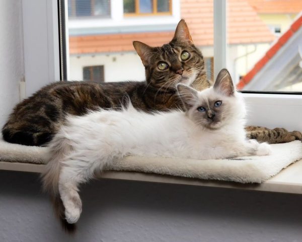 Aphrodite (Cyprus) Cat Breed: Info, Pictures, Temperament & Traits ...