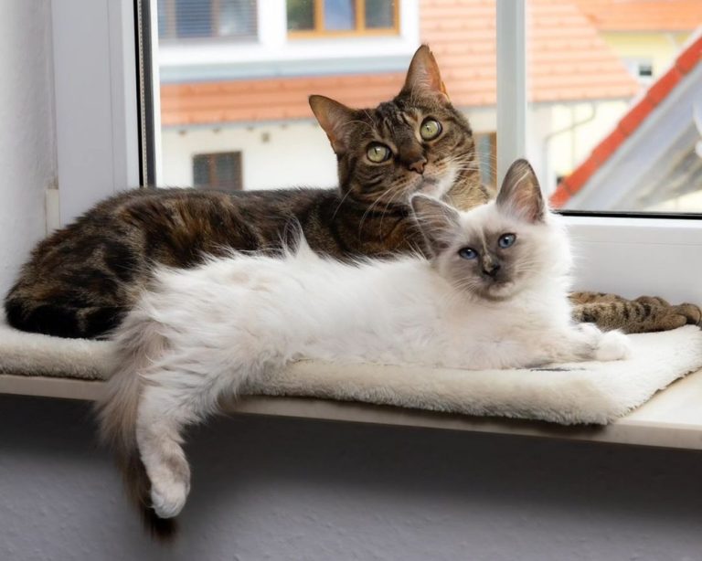 Why Don’t My Cats Cuddle With Each Other? 10 Vet-Approved Reasons - Catster