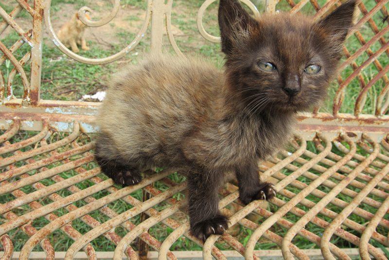 6 Breeds of Long-Haired Tortoiseshell Cats (With Info & Pictures) - Catster