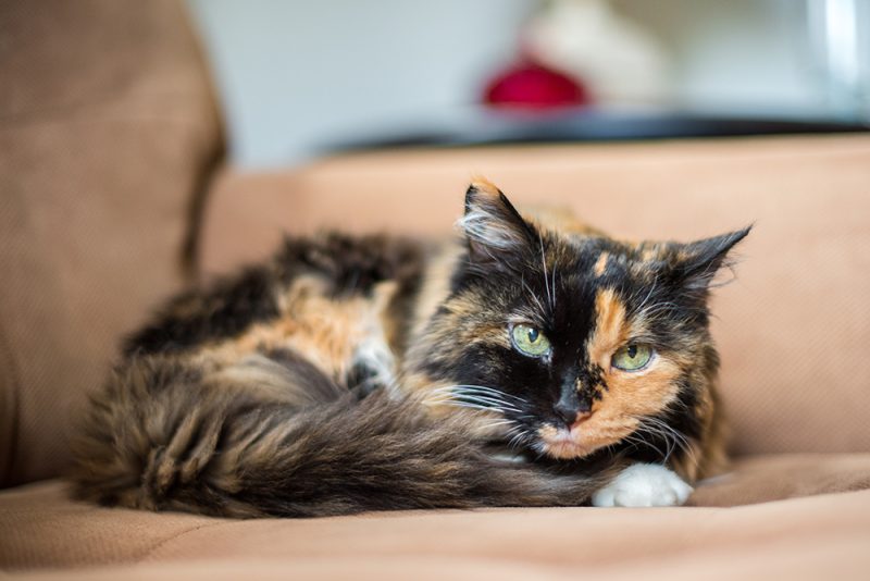 6 Breeds of Long-Haired Tortoiseshell Cats (With Info & Pictures) - Catster