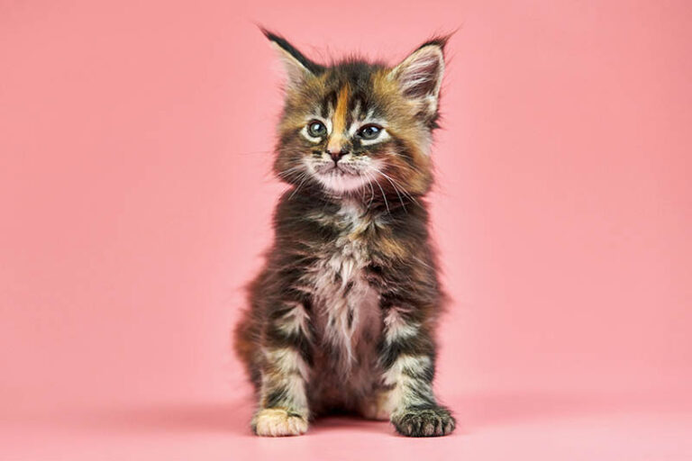 Tortoiseshell Cat Appreciation Day 2026: When & What Is It? (Vet ...