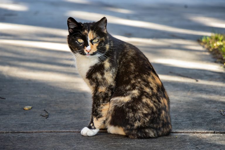 Tortoiseshell Cat: Info, Pictures, Care & Facts - Catster