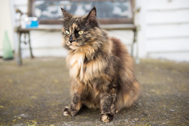 Norwegian Forest Cat: Info, Pictures, Facts, & Traits - Catster